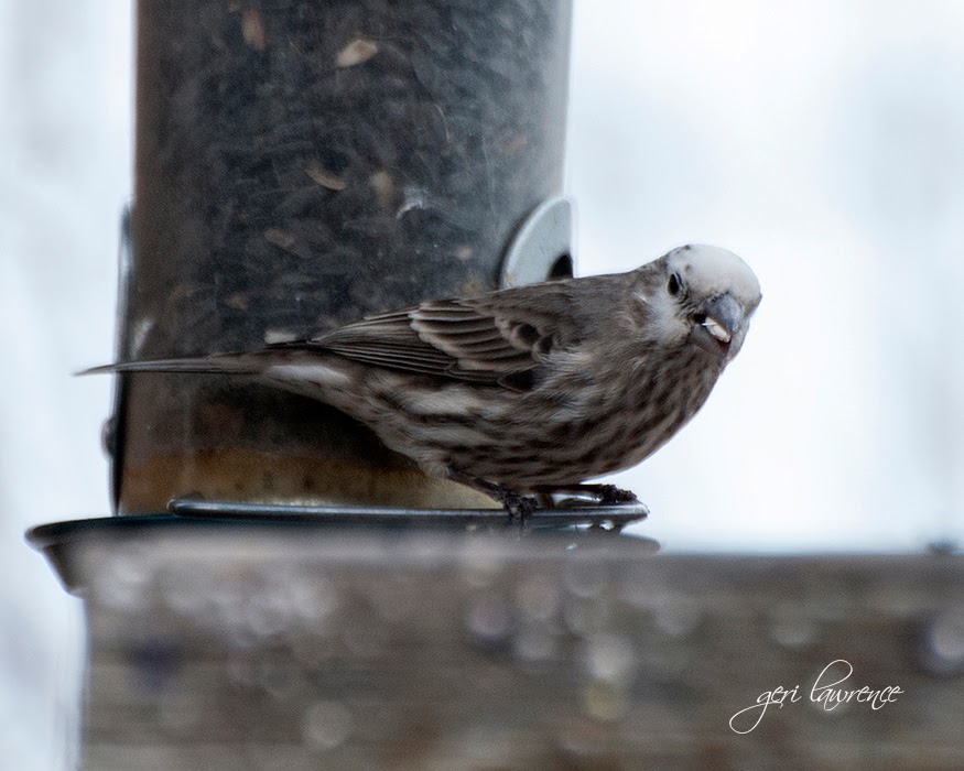 Whisperings of Nature Photography: Albino House Finch
