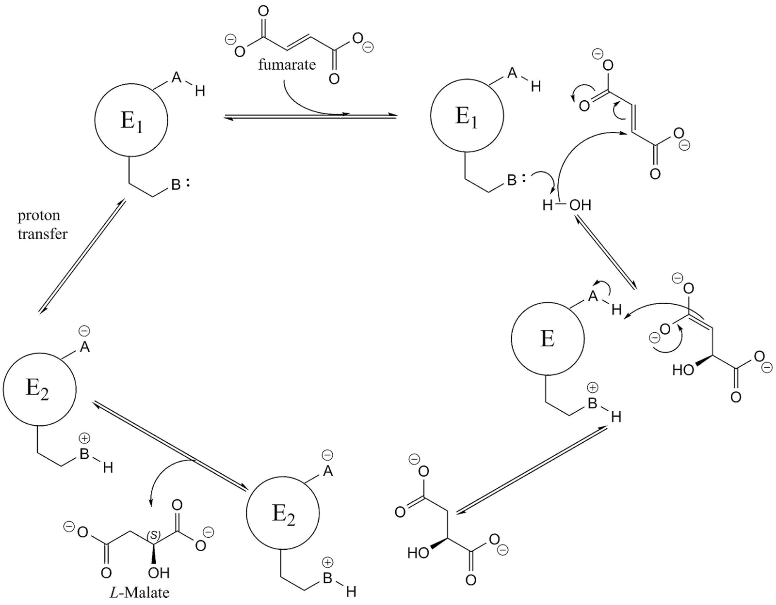 Fumarase Mechanism