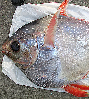 Mergulhando em Salvador...Just add water...: Conheça o peixe-sol!