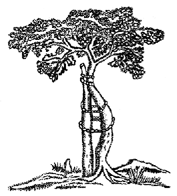 Fisioterapia: El Árbol de Andry