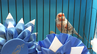 Canary Tales: Colorbred Winners Canary Finch Show Houston Texas Oct 8 2016