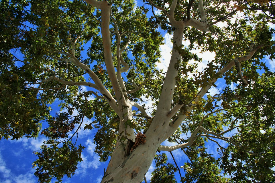 EKOGEO: KAPUK : TANAMAN PELINDUNG DAN PENGHASIL SERAT KAPUK