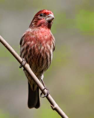 Awakenings: New Hampshire: Switzerland of America