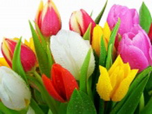 National Flower of Turkey - Tulip | Flowers Bliss & Delight