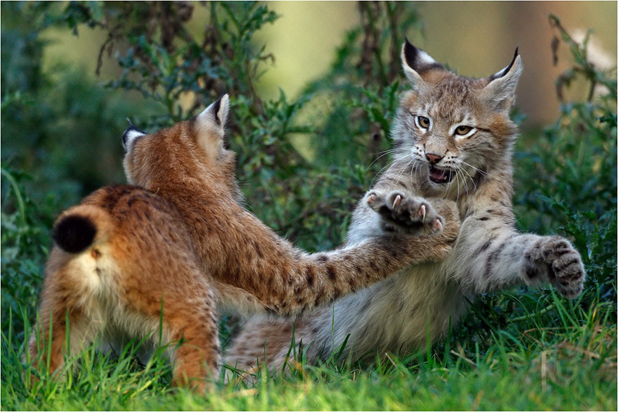 Glorious Tiger Photos !! - HD Animal Wallpapers