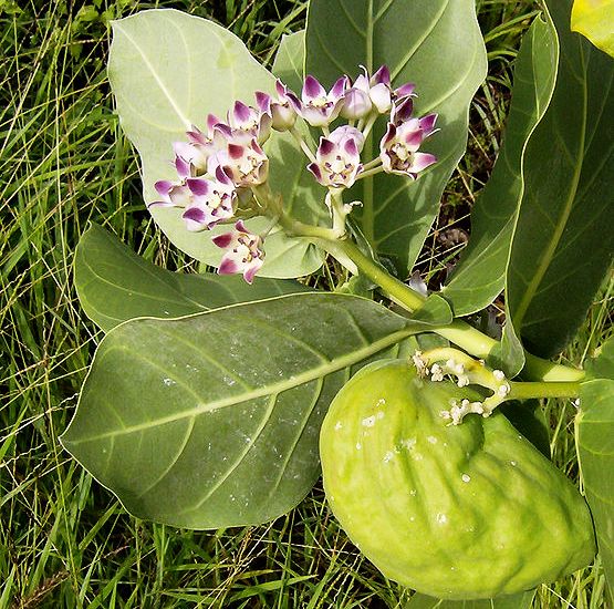 Health Tip in Hindi | स्वस्थ जीवन के लिए सुझाव: Useful Madar (aak) Tree ...