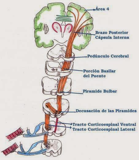 MORFOFISIOLOGIA I: NEUROANATOMIA
