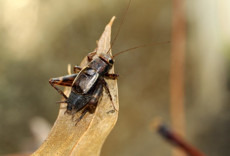 Listening in Nature: Crickets in the House: ground crickets and field ...