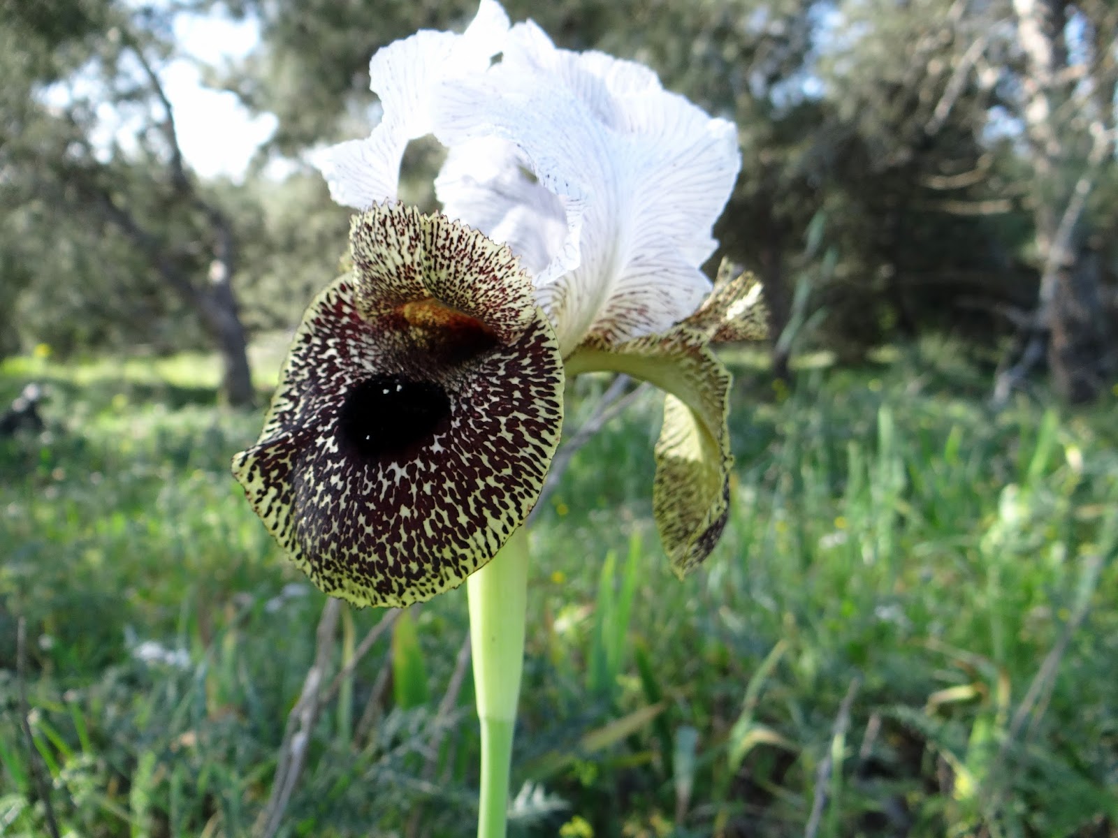 PazzaPazza: WILD IRIS - IRIS NAZARETH