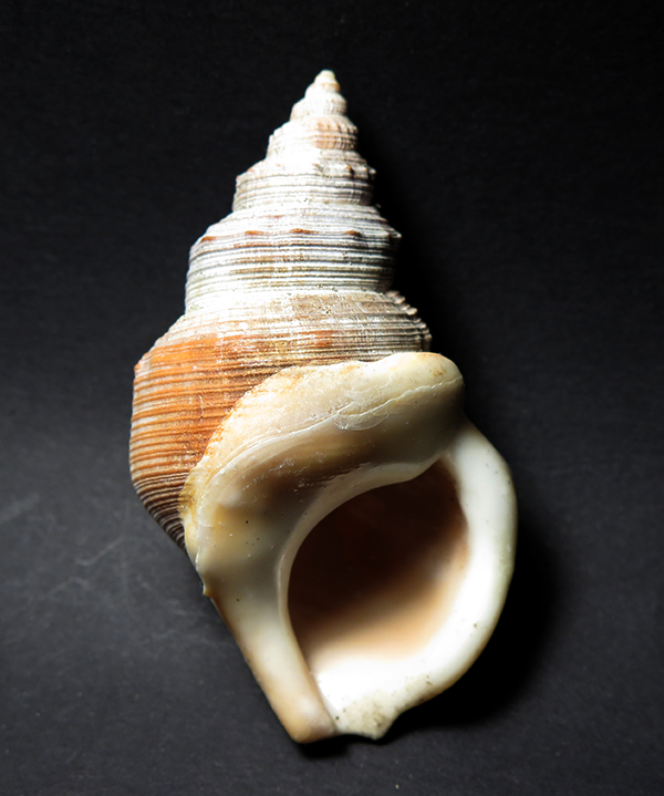 The shape and the idea: 97 — Ostrich foot shell, Struthiolaria papulosa