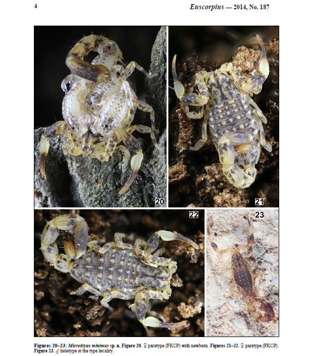 Smallest Scorpion In The World