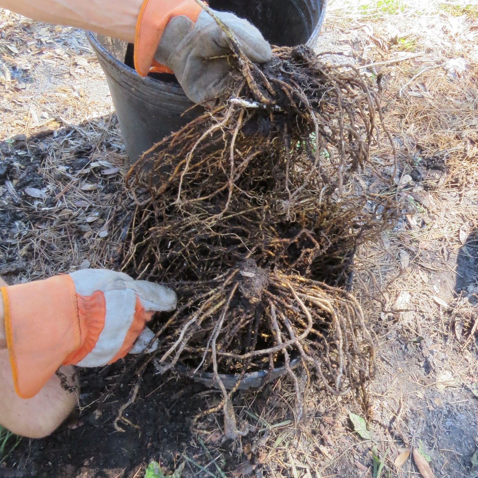 Asparagus Root System