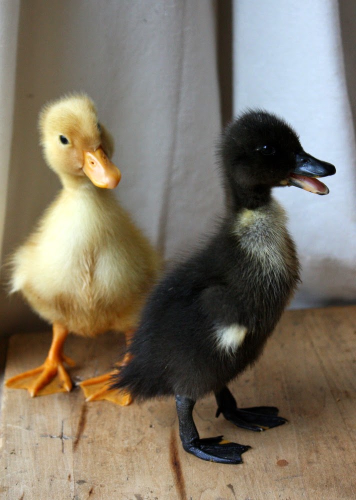 lil fish studios: teacup duck