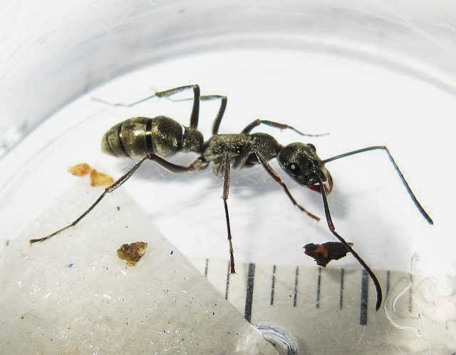 Photos and Info on Ants and Termites of Malaysia: The "Queenless" Ant ...