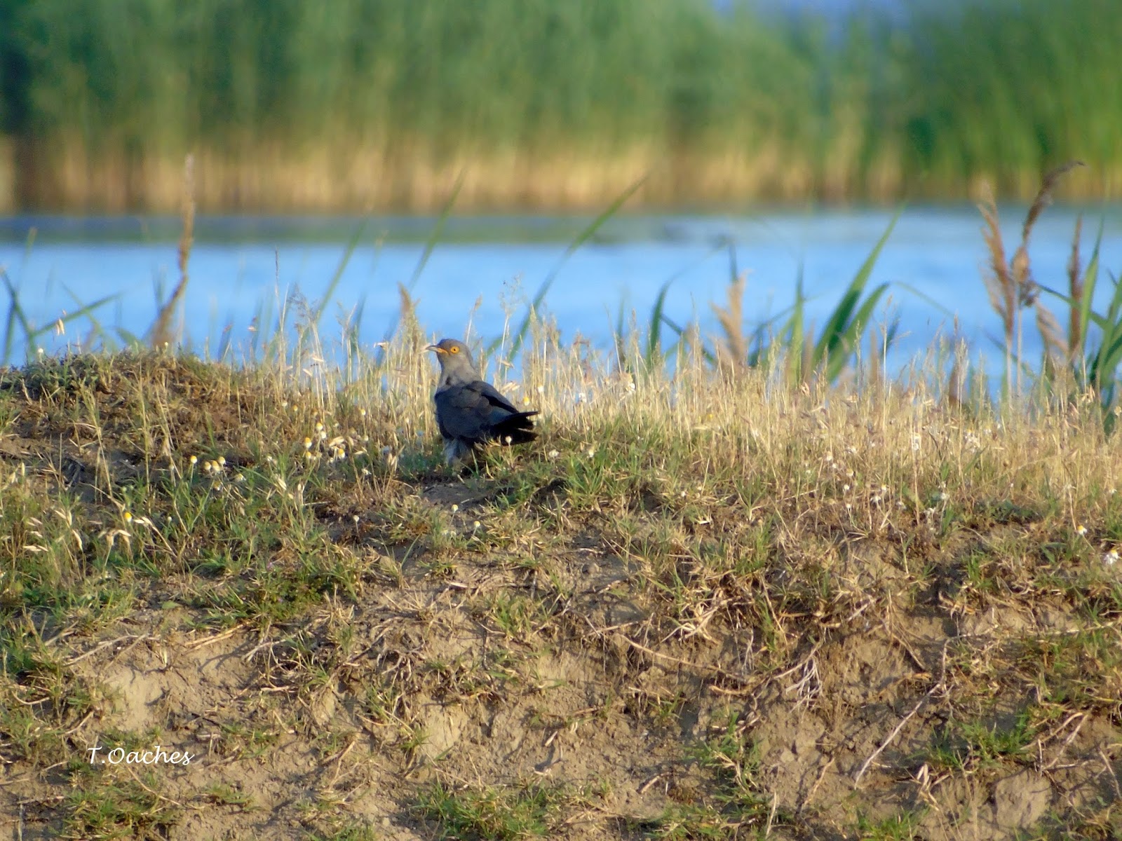 PASARI DIN ROMANIA: CUCUL (1), Cuculus canorus