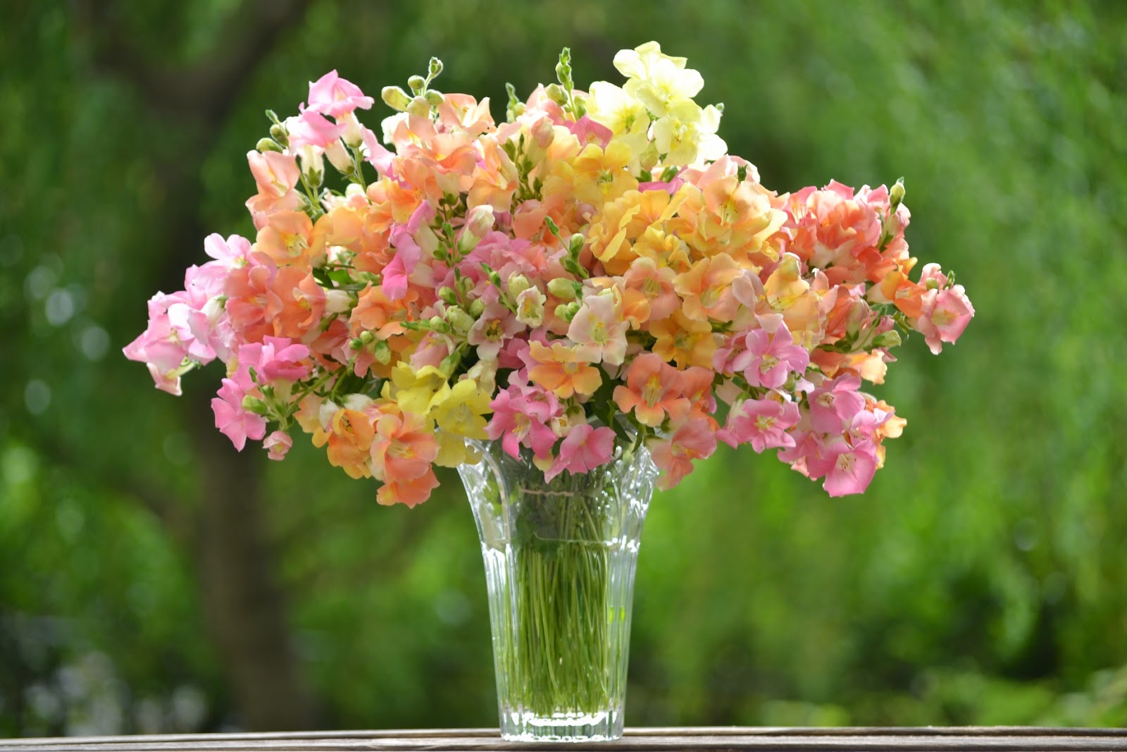 Wedding Flowers from Springwell: Chantilly Snapdragons and Zinnia ...