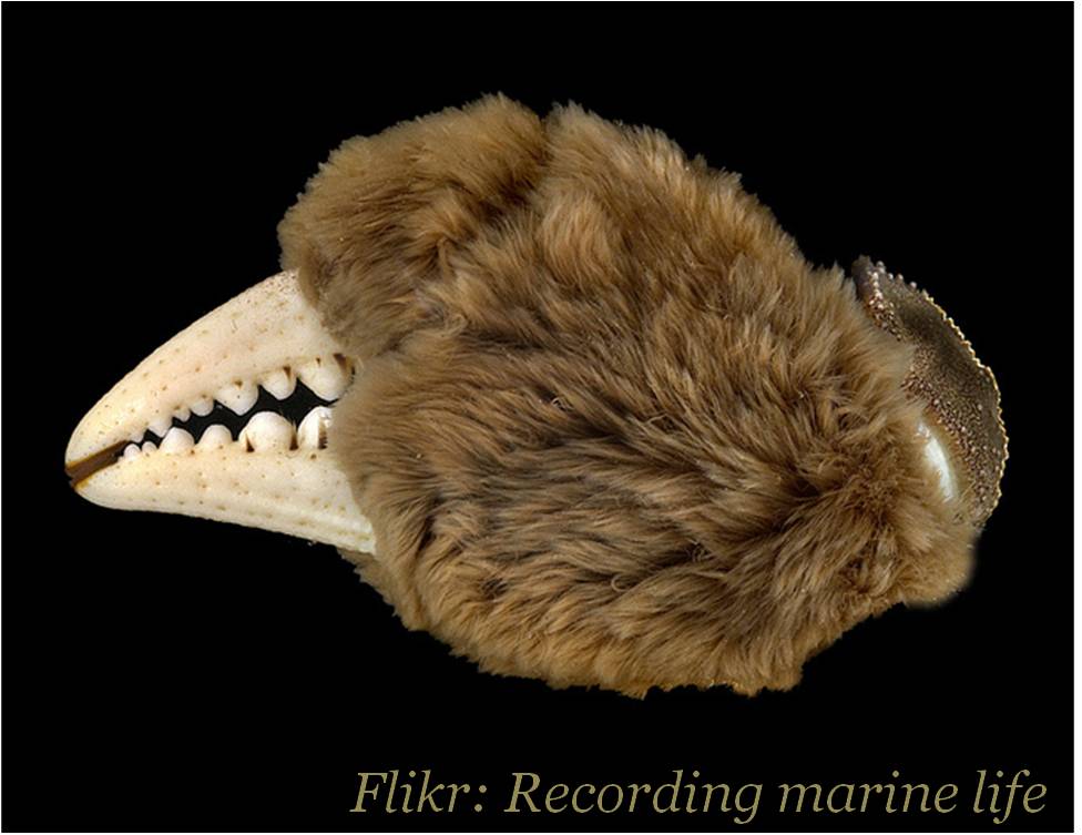 Snow Crab Love: The Abominable Snowcrab!