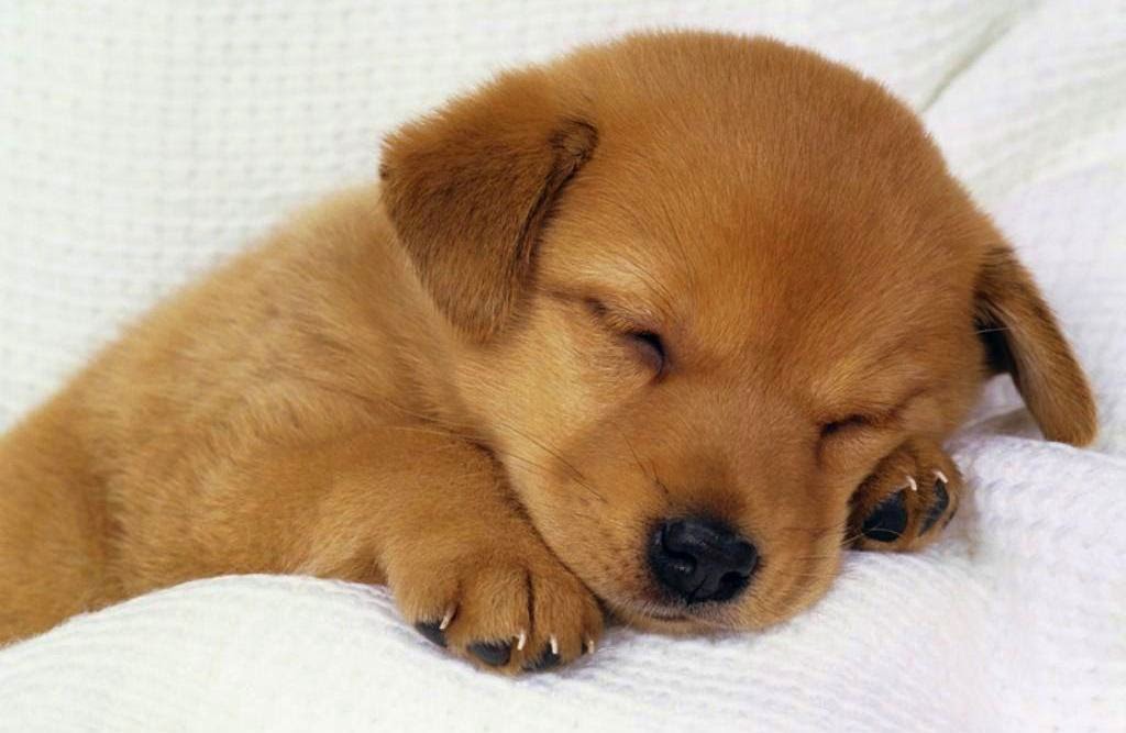 Econcientiza: ¿Por qué nos enternecen tanto las crías de los mamíferos?