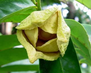 Outstanding benefits of Seeds, bark, roots and flowers of the soursop ...
