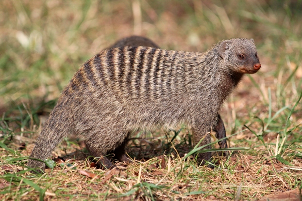 Notes From Kenya: MSU Hyena Research: Behold, the Mongoose!