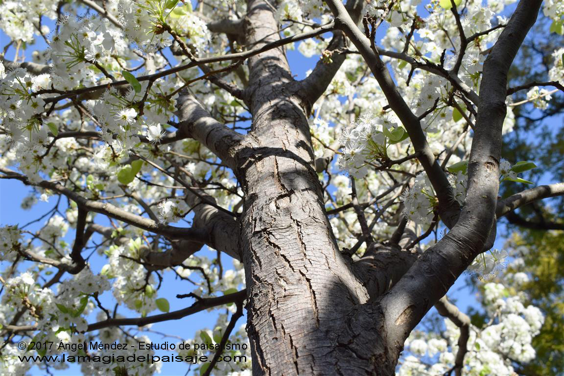 PERAL de CALLERY, la apuesta segura