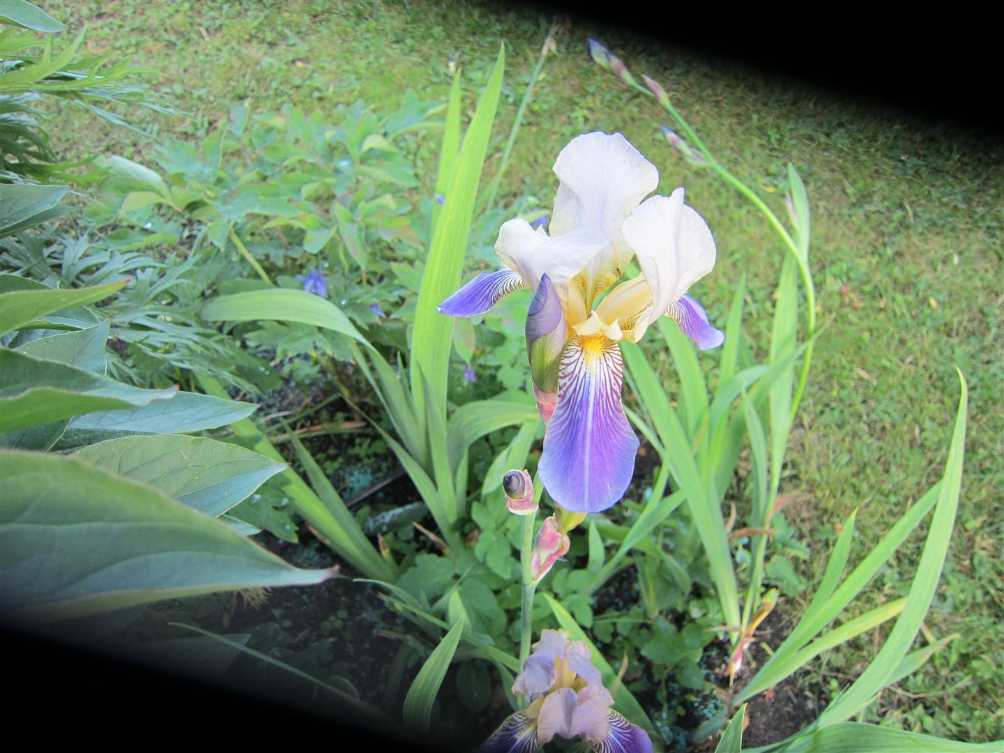 Mariehem i Skåne: Nu är det "Iris" tid.