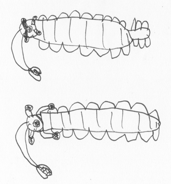 Life Before the Dinosaurs: Opabinia (Part 2)