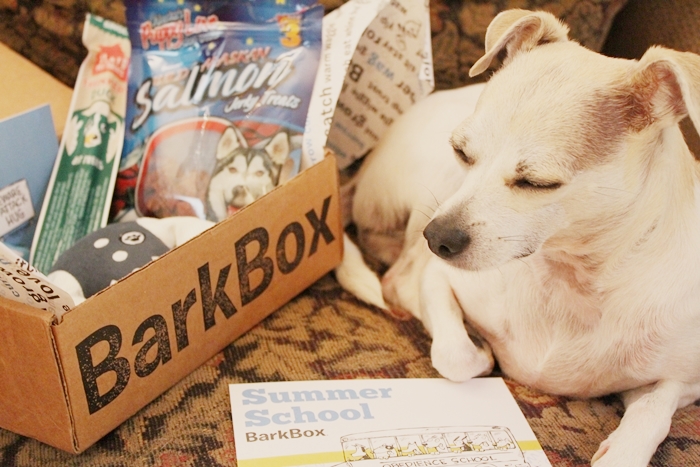 Happy's First BarkBox for his Birthday! :D — HAPPYHAZEL