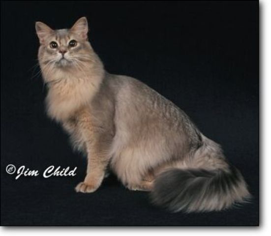 Lovely World Cat: Jenis - Jenis Kucing