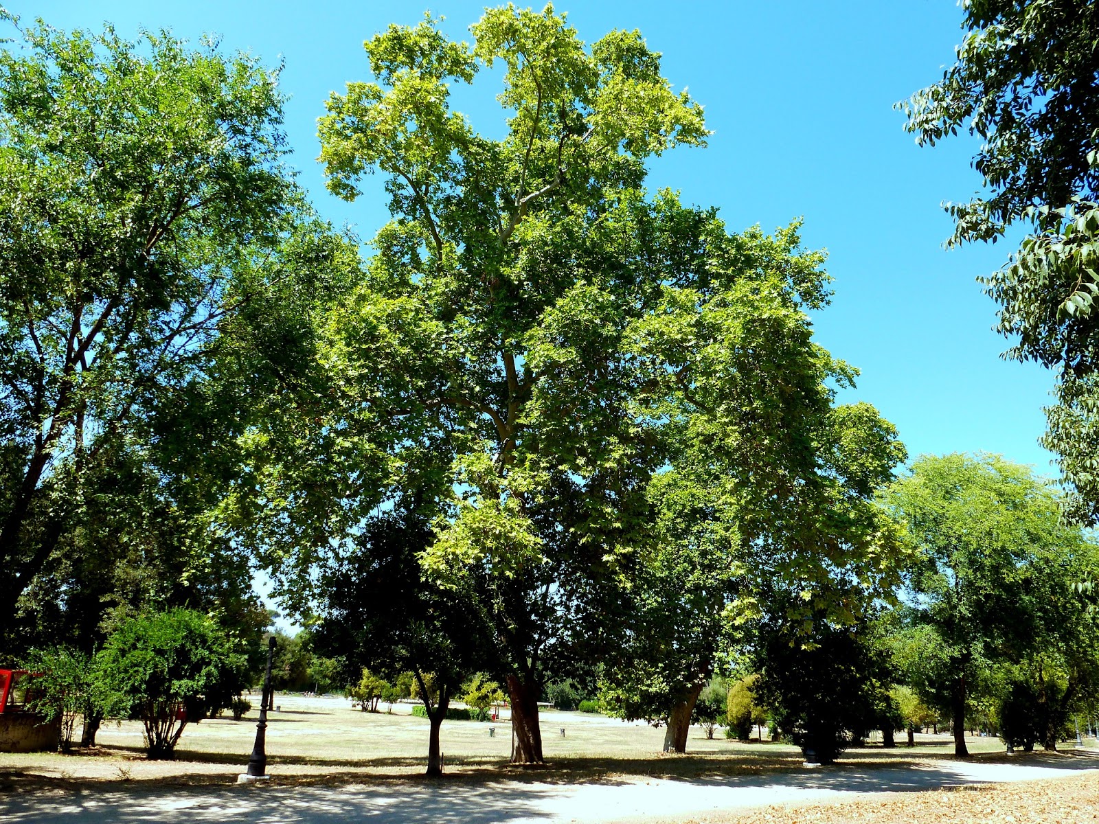Árboles con alma: Plátano. (Platanus hispanica)
