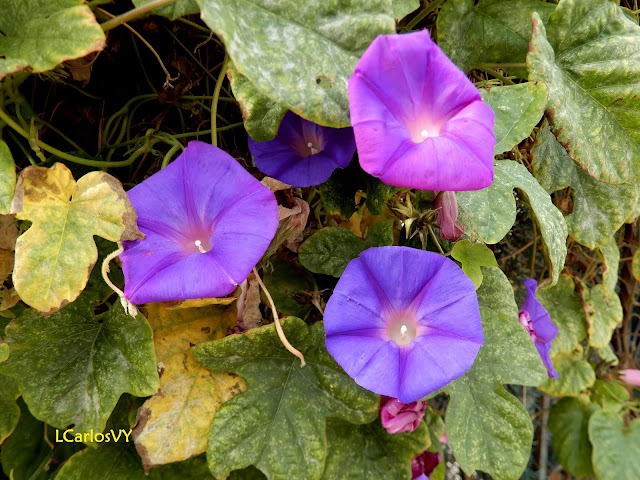 Plantas silvestres de Asturias: Campanilla morada, Ipomea, Yedra morada ...