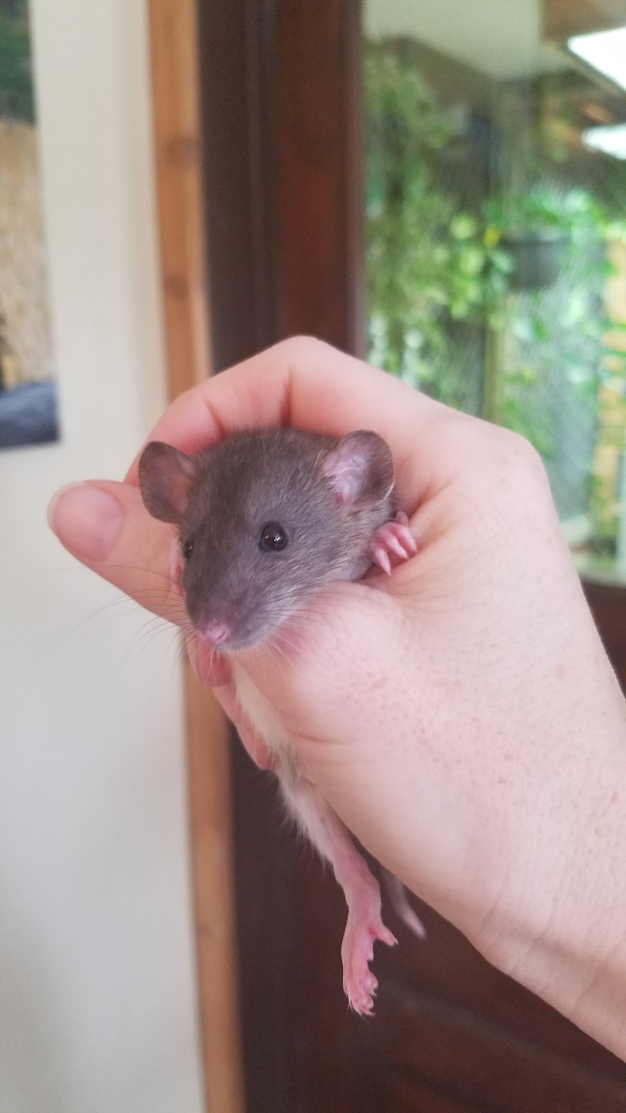 Six Impossible Things Before Breakfast (Teaching Under the Big Sky ...