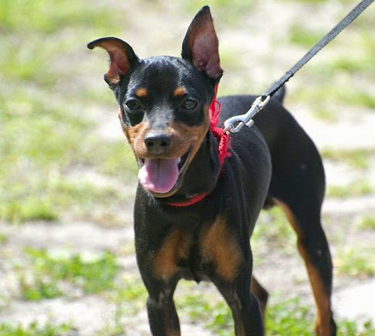 Dogs We Luv!: Miniature Pinscher - the King of Toys!