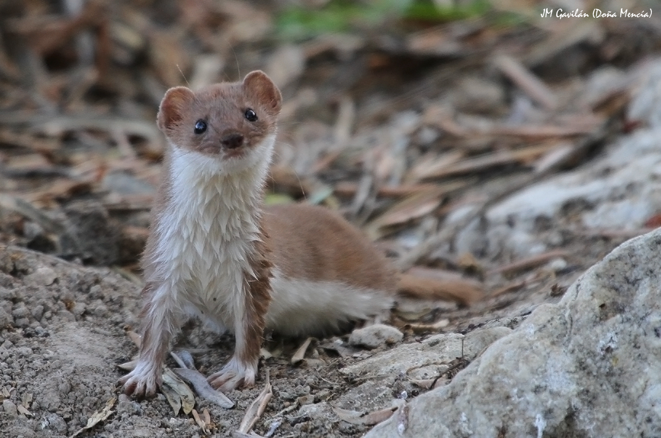 Fotografía de Naturaleza - JM Gavilán: Comadreja común (Mustela nivalis)