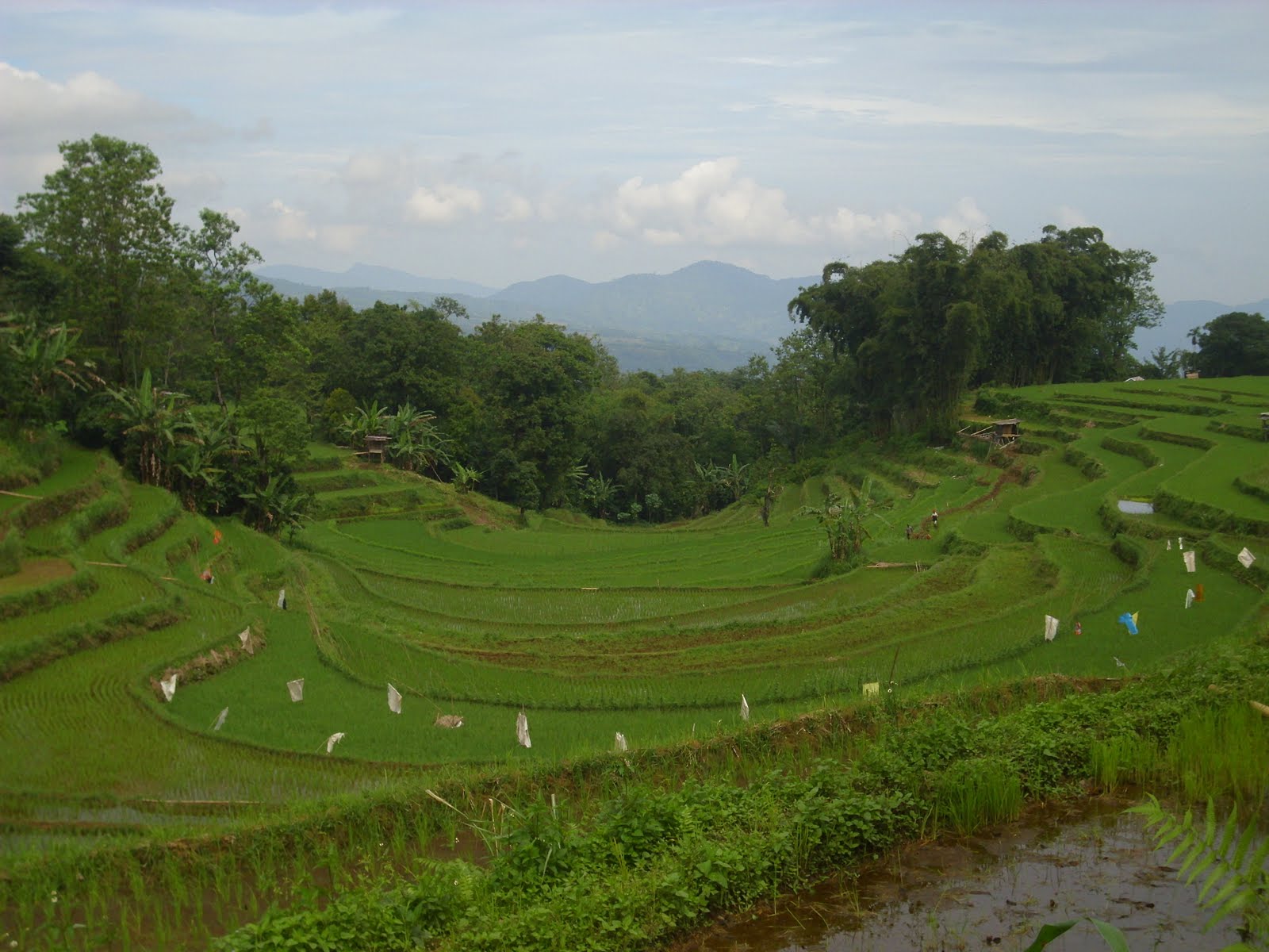 BINTANG HATI: PADI, BERAS DAN NASI