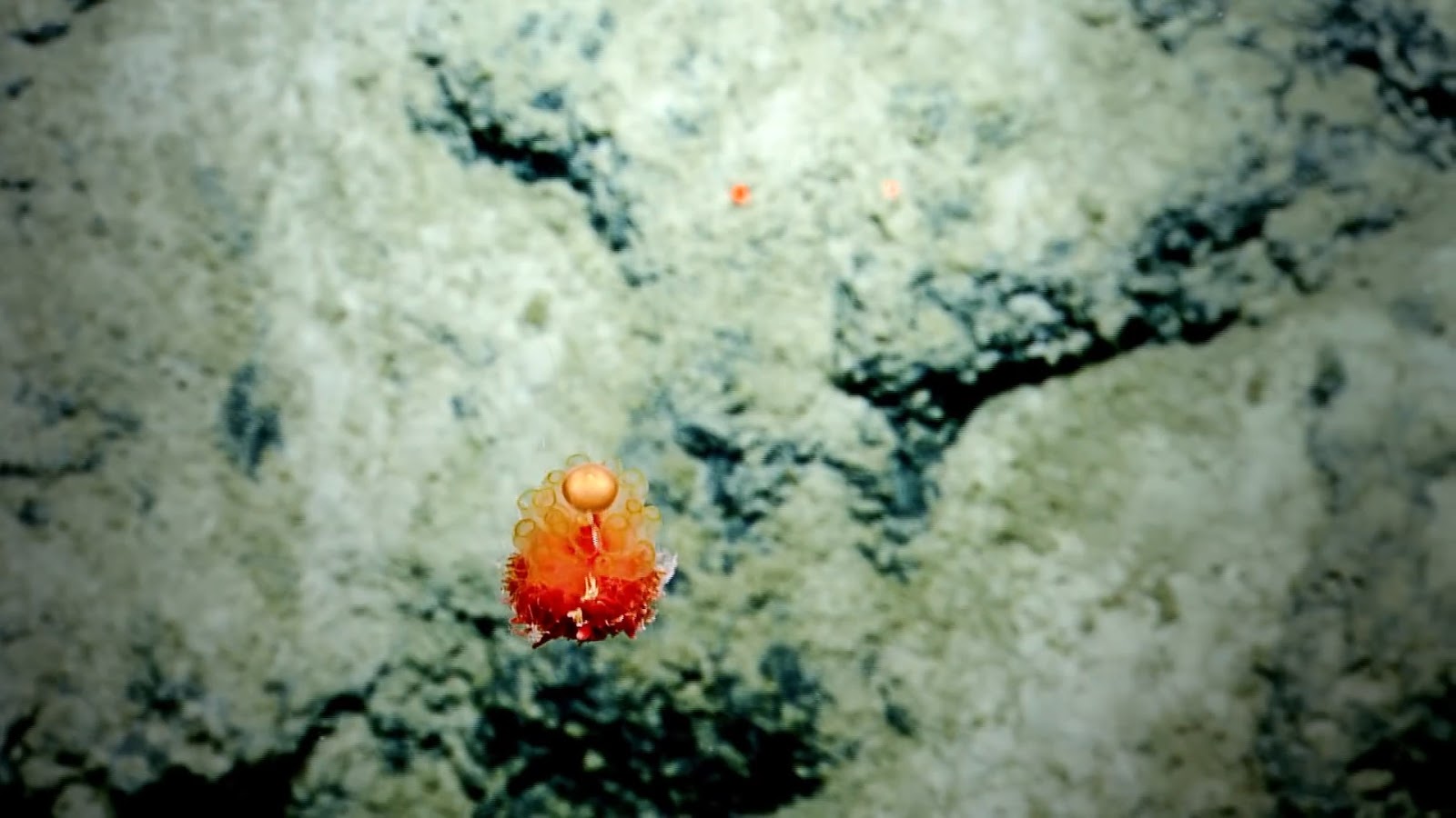 Real Monstrosities: Adorable Alien!