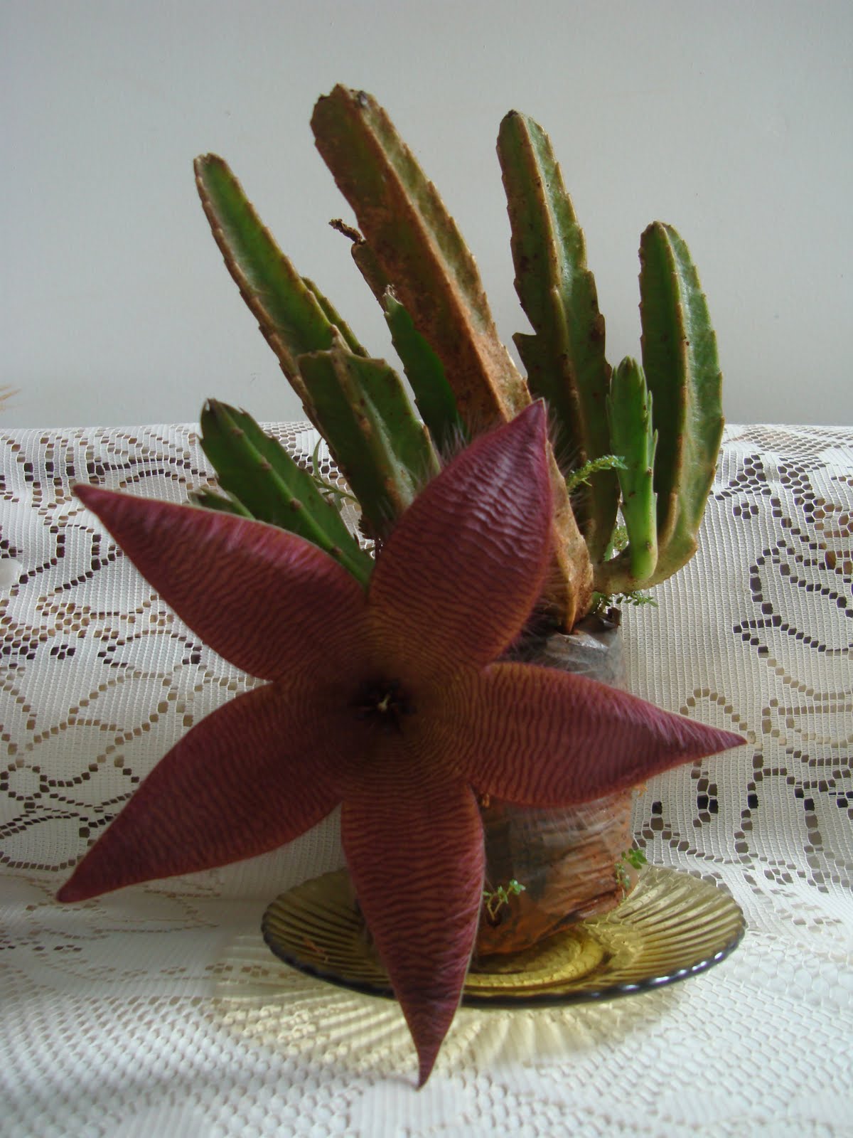 PARAGUAY: CORAZÓN DE AMÉRICA por Olga Laura Bertinat de Portillo: La ...