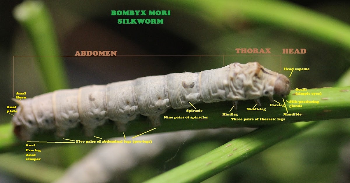 Amazing Silkworms: Anatomy of the Silkworm Larva
