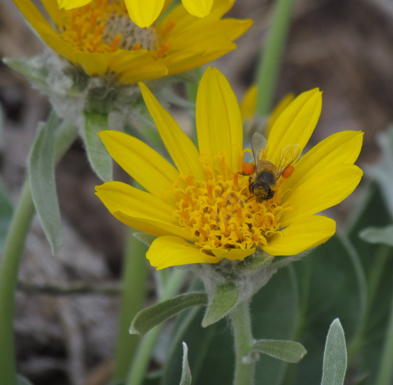 RV4EVER: Bryce Canyon National Park - Flowers