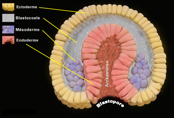 GASTRULASI ~ Human's Development