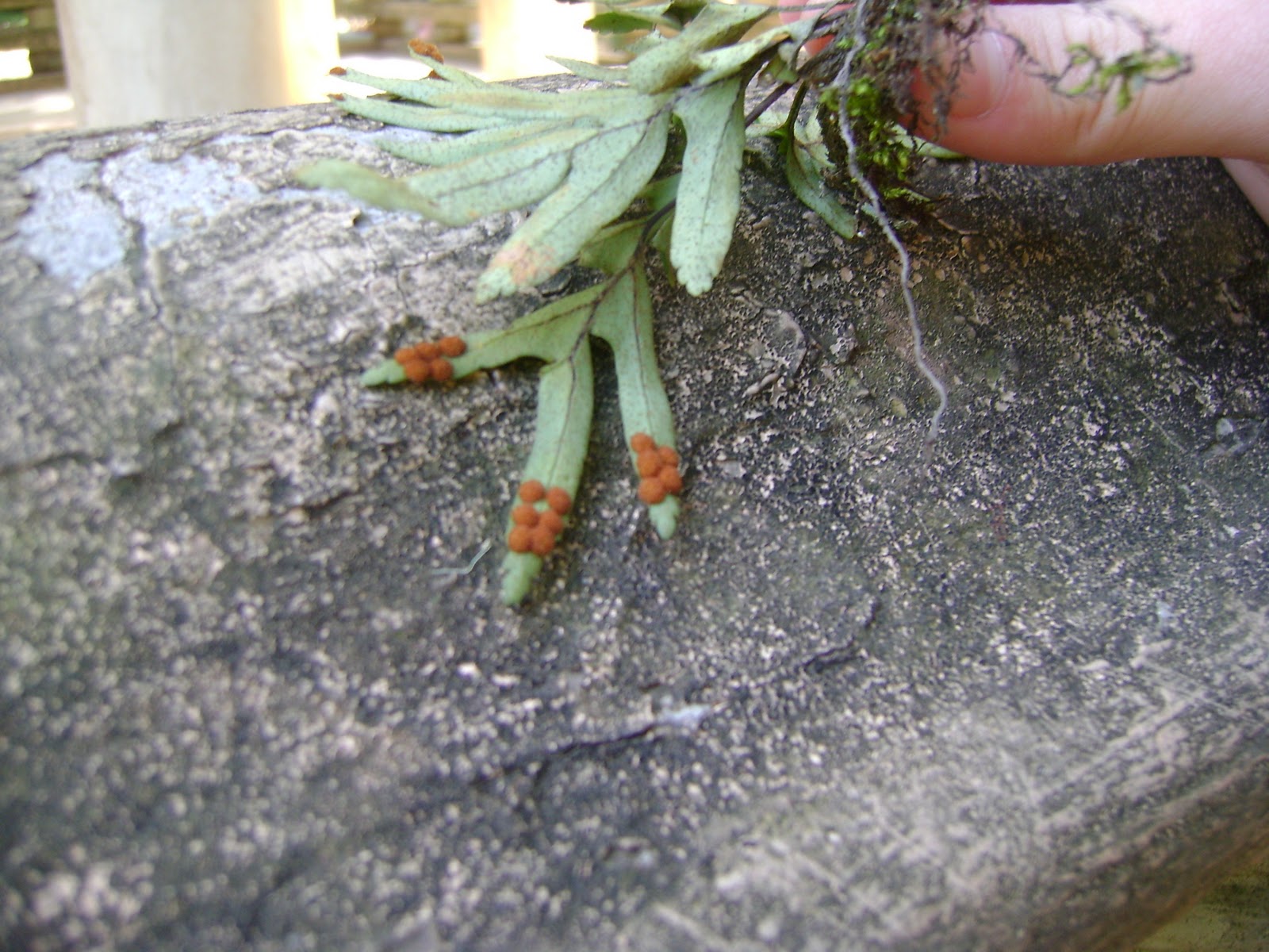 ESTUDANDO CIÊNCIAS...: Reprodução das pteridófitas...