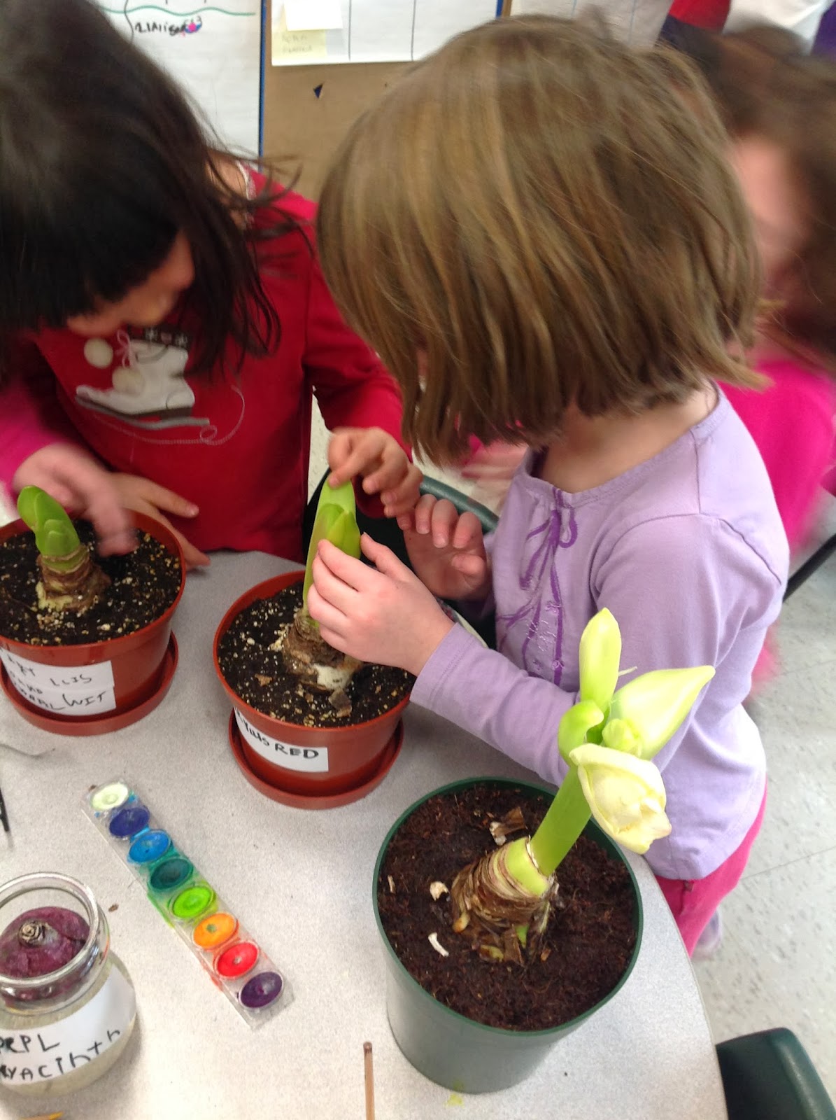 Wonders in Kindergarten: Investigating Bulb Plants
