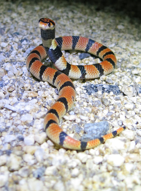 Diversity and Life: A view from the Holocene: Creature Feature ...