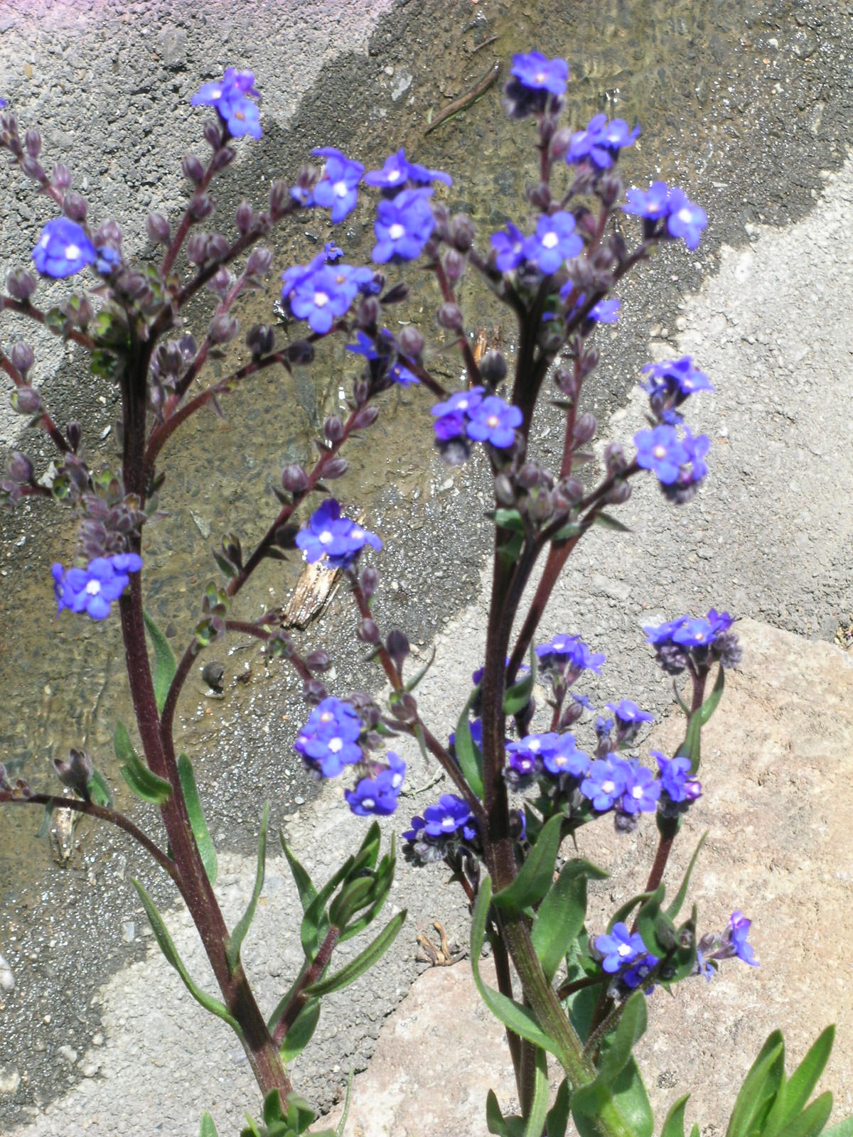 Berkeley Butterfly Blog: Anchusa capensis--Summer Forget-Me-Not--Blue Angel