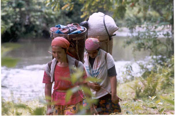 Repong Damar, Cara Orang Krui Melestarikan Lingkungan | CONTOH TAMPILAN