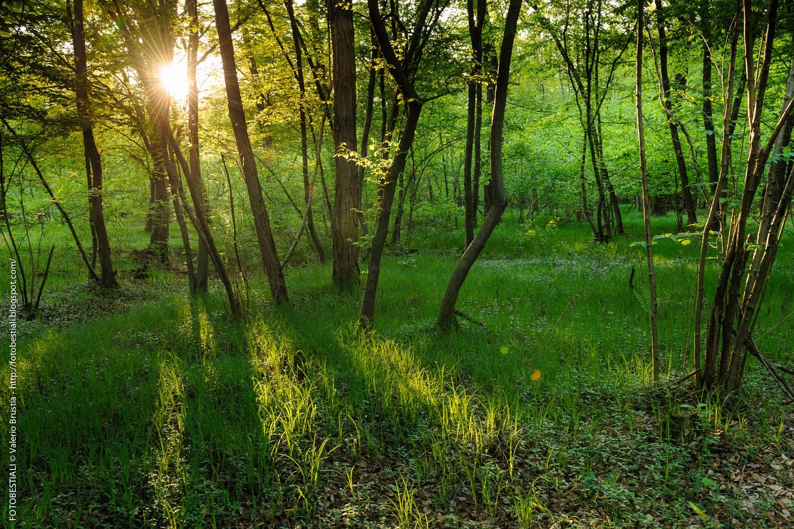 Fotobestiali: La Fagiana, il bosco di pianura del Parco del Ticino