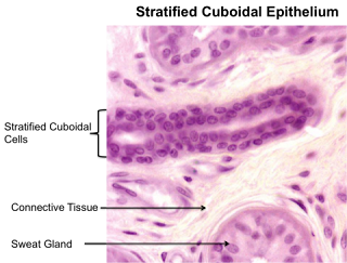Bio World: STRATIFIED EPITHELIUM (COMPOUND EPITHELIUM)