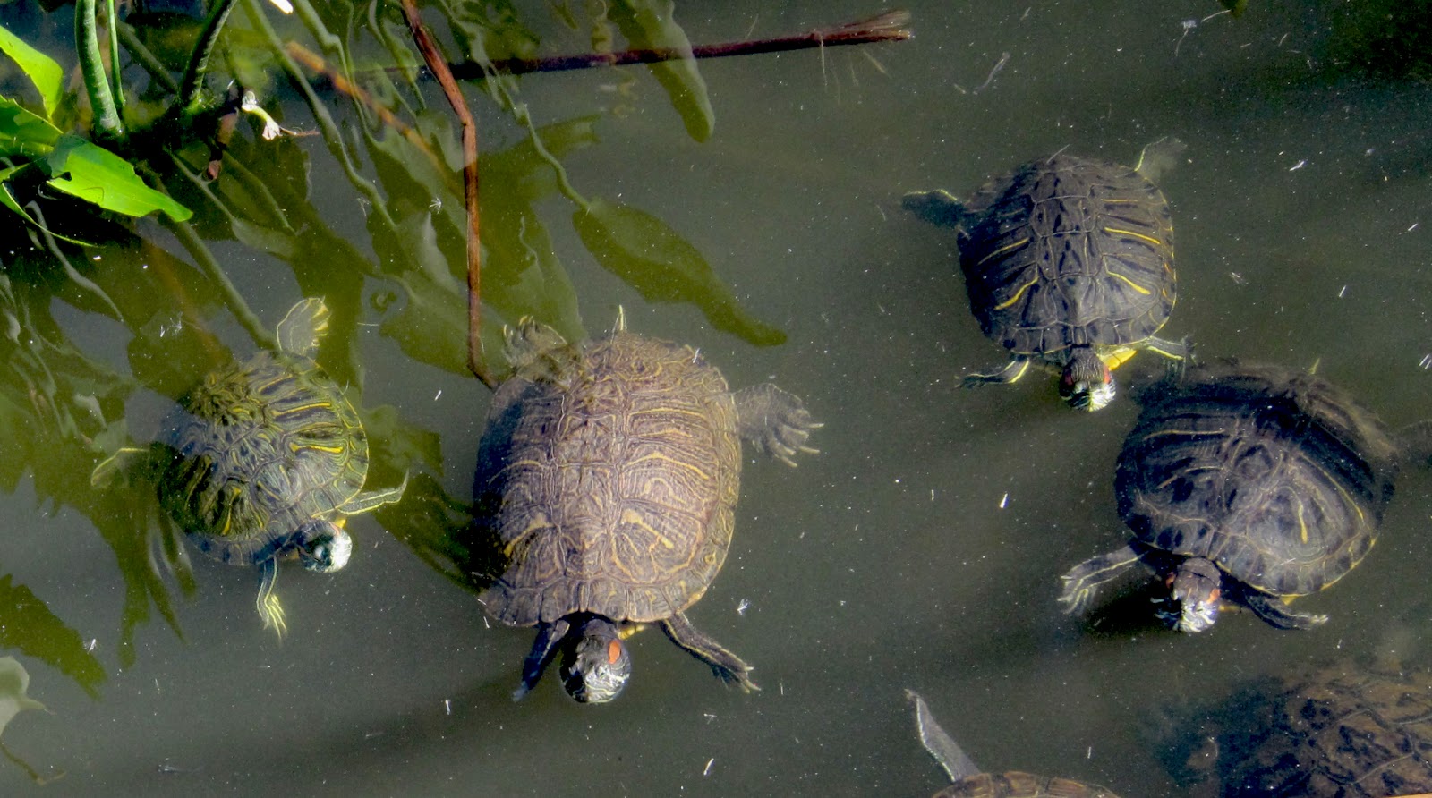 The Museum of the San Fernando Valley: CSUN'S SPECIAL BOTANICAL POND