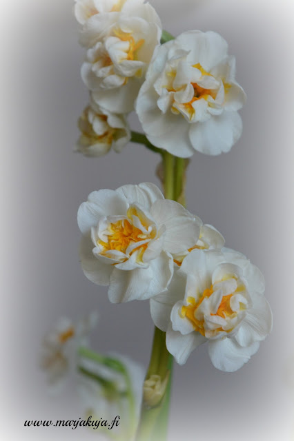 Jotain joka alkaa Koolla - SISUSTUS & LIFESTYLE -blogi | www.marjakuja.fi