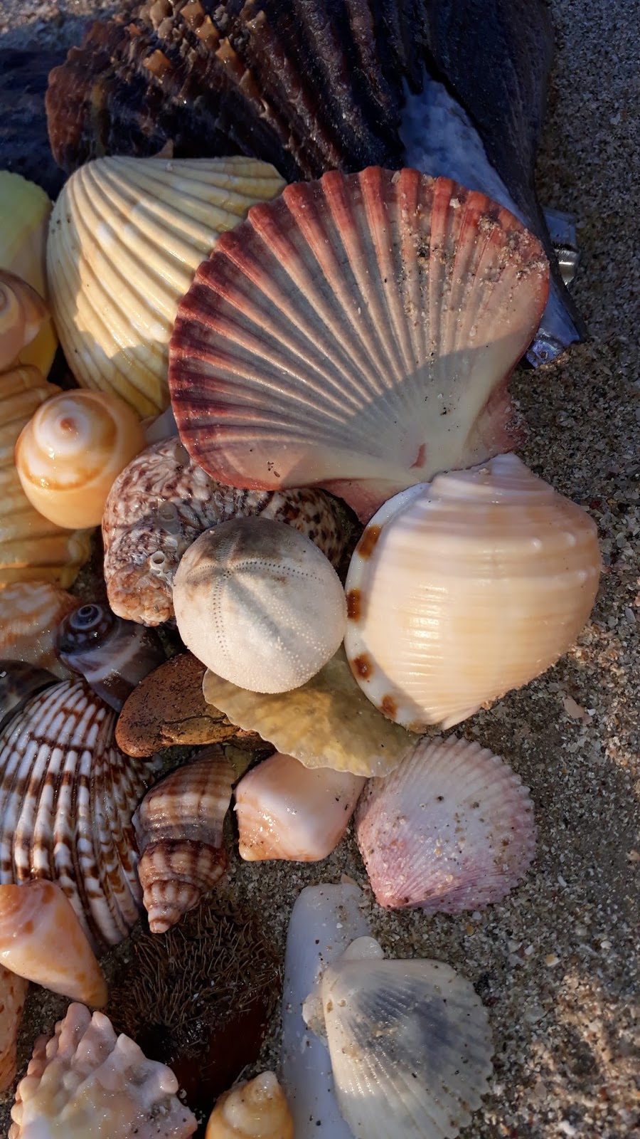 SeaShell Museum: You Just May be a Conchologist